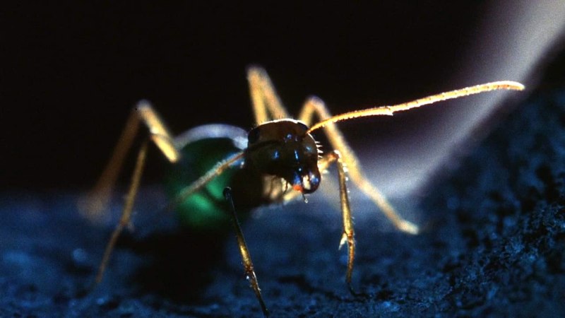 Phase IV: Super-Intelligent Ants Take on Man in a 70s Sci-fi Head-Scratcher